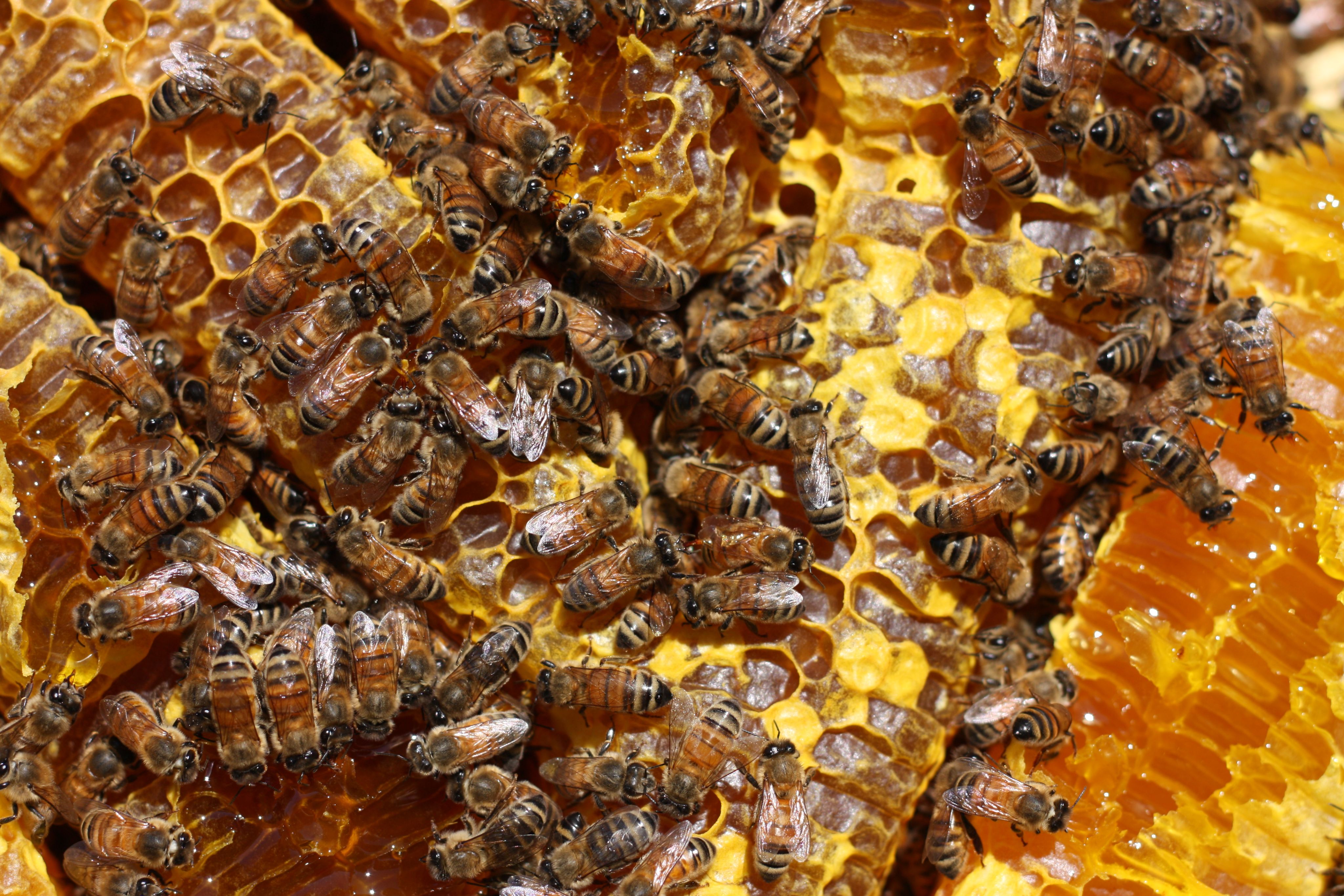 Regional Australian university leading critical honey bee research