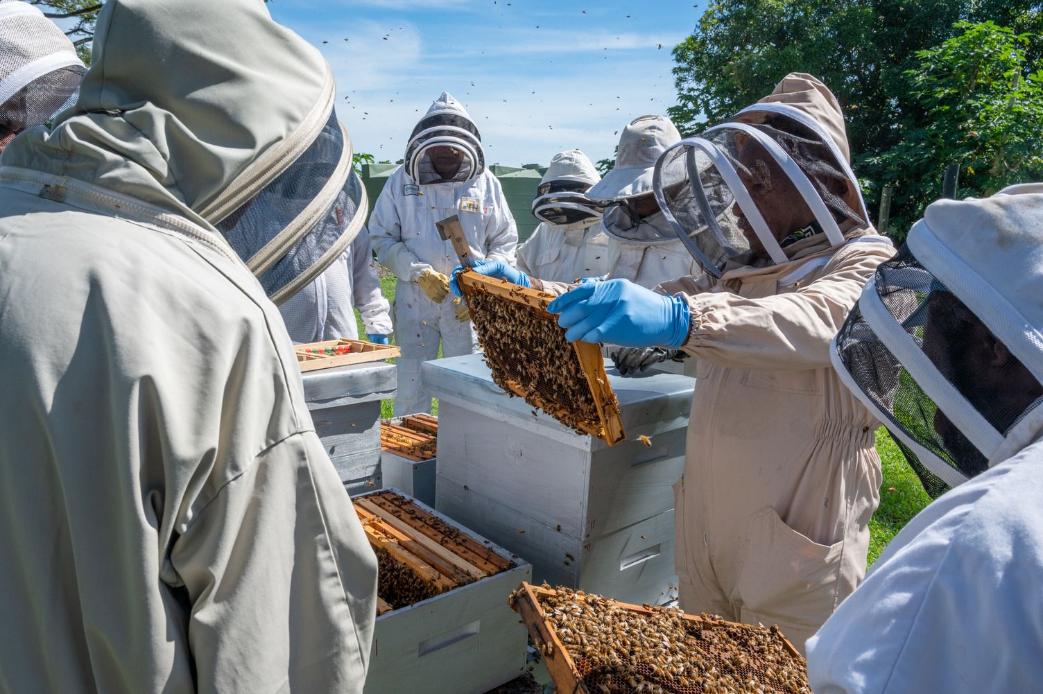 Regional Australian university leading critical honey bee research