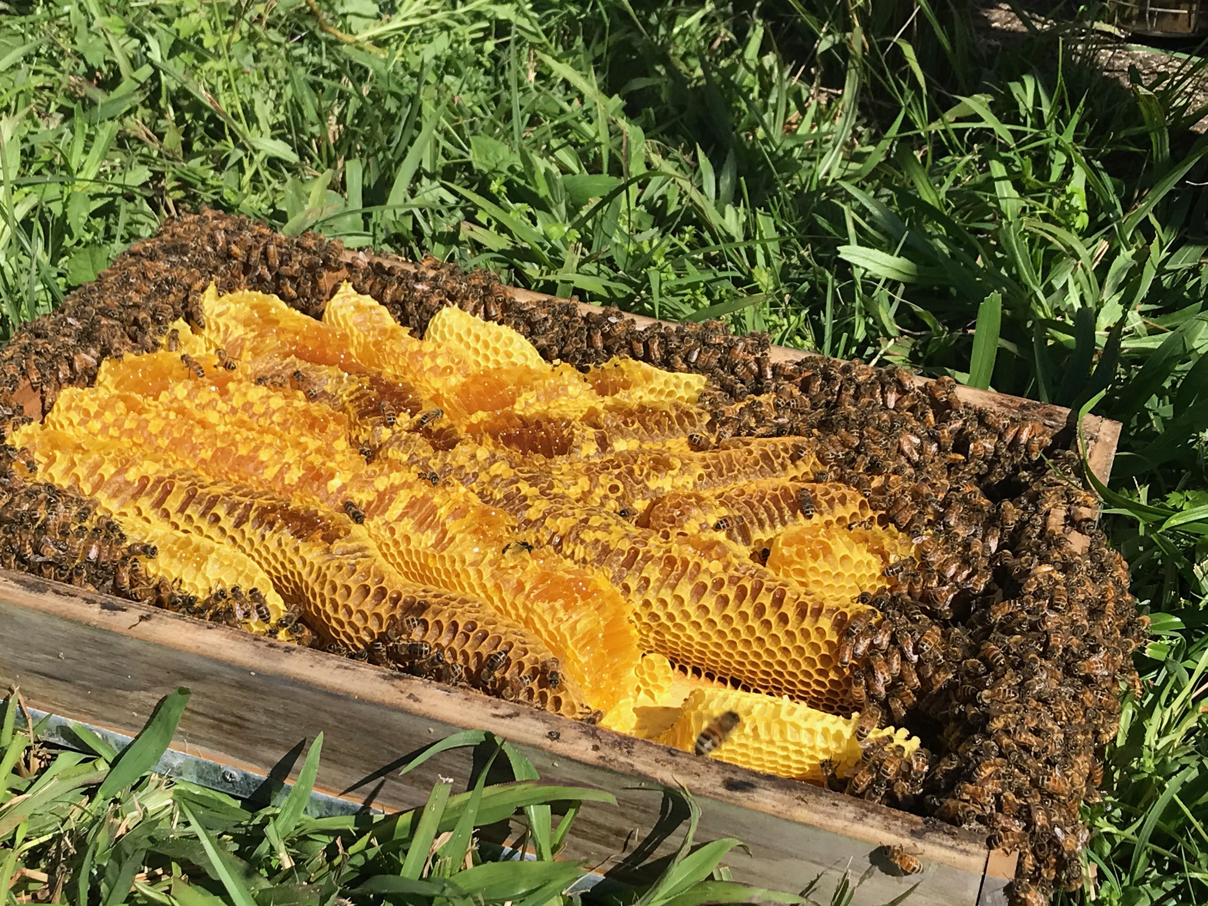 Regional Australian university leading critical honey bee research