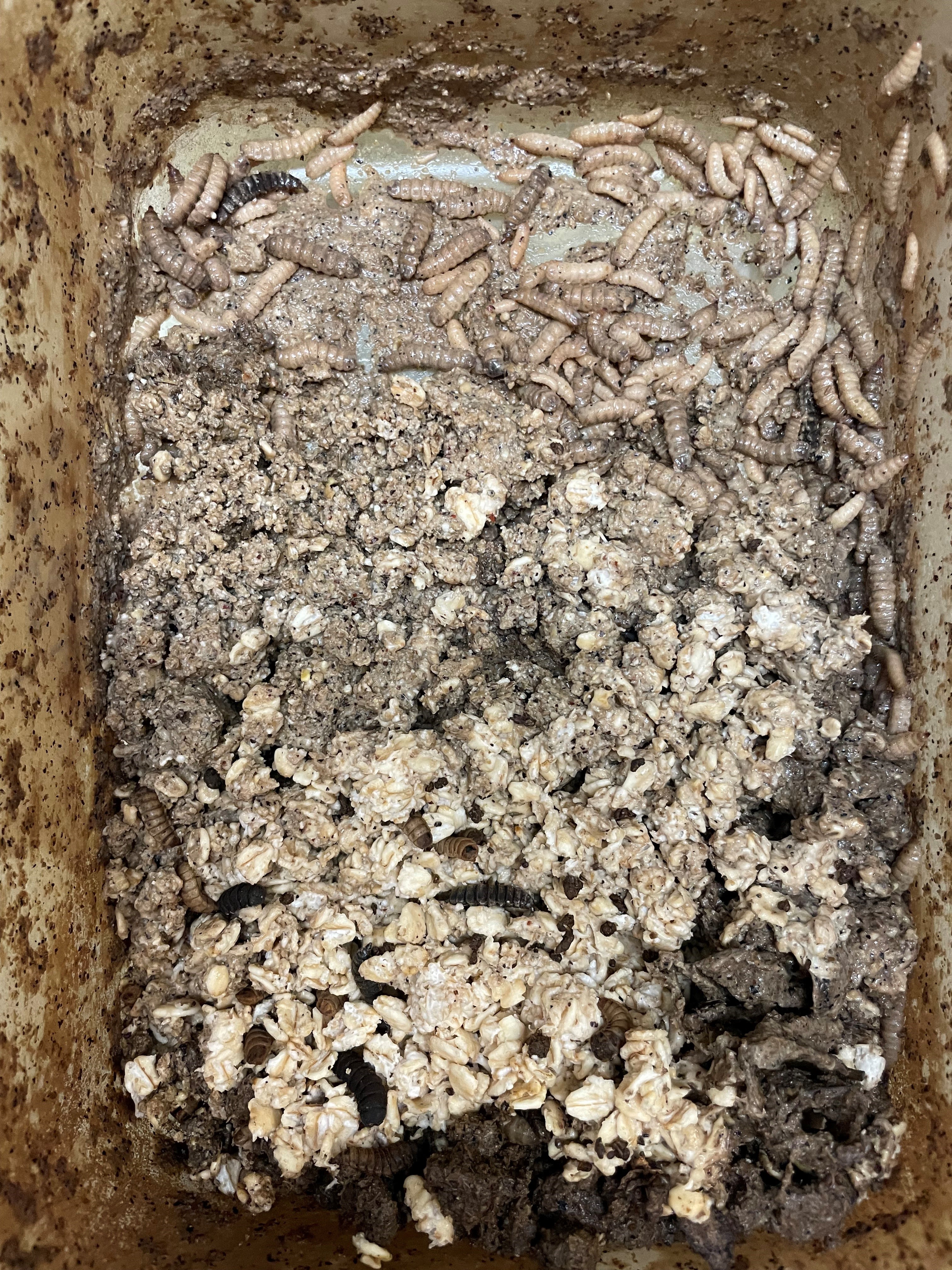 Flies as food? The future of sustainable meat